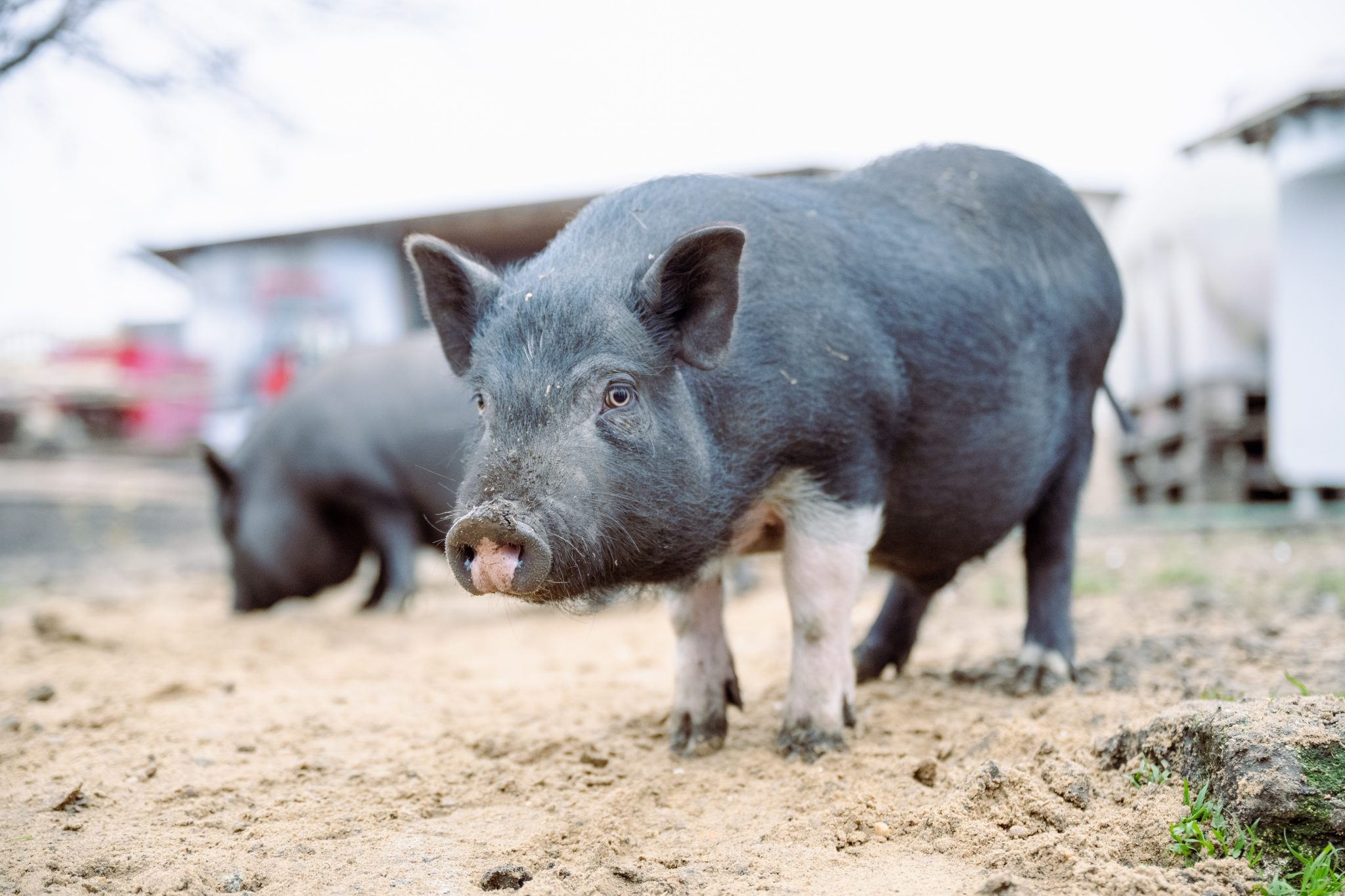 A farm in Vadul-Rașcov brings prosperity to the entire community - EU ...